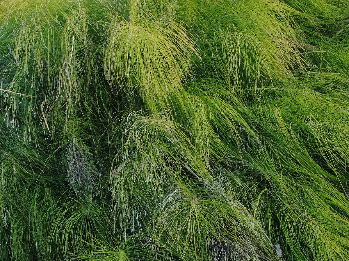 Plantas De Cola De Caballo Cola De Caballo: Beneficios, Usos Y Dónde