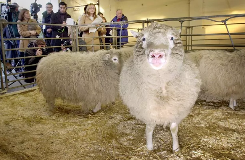 La Oveja Dolly Y Su Clon