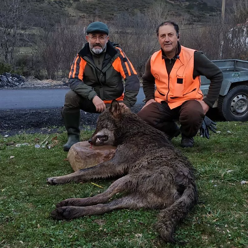 Caza De Animales Salvajes De Lobos árticos Lobo Vida Animales