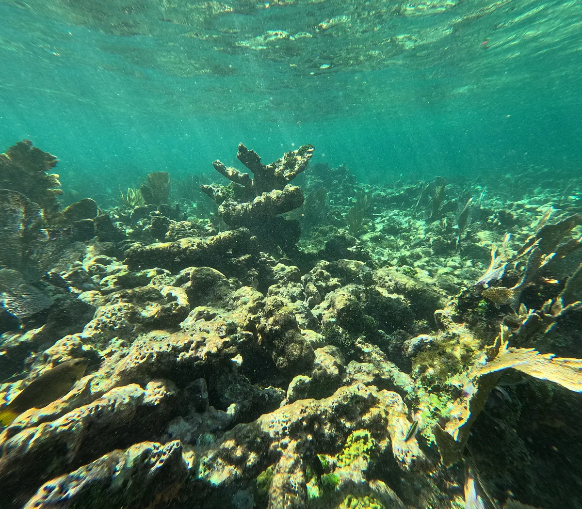 La mayoría de arrecifes de coral no podrán sobrevivir a un aumento de temperatura de dos grados ...
