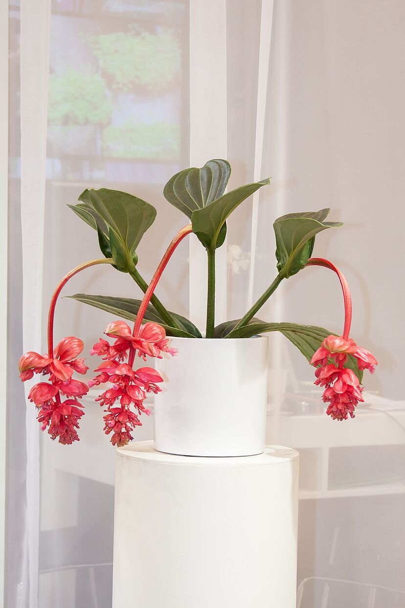 Plantas Con Flores De Interior Flor 0754