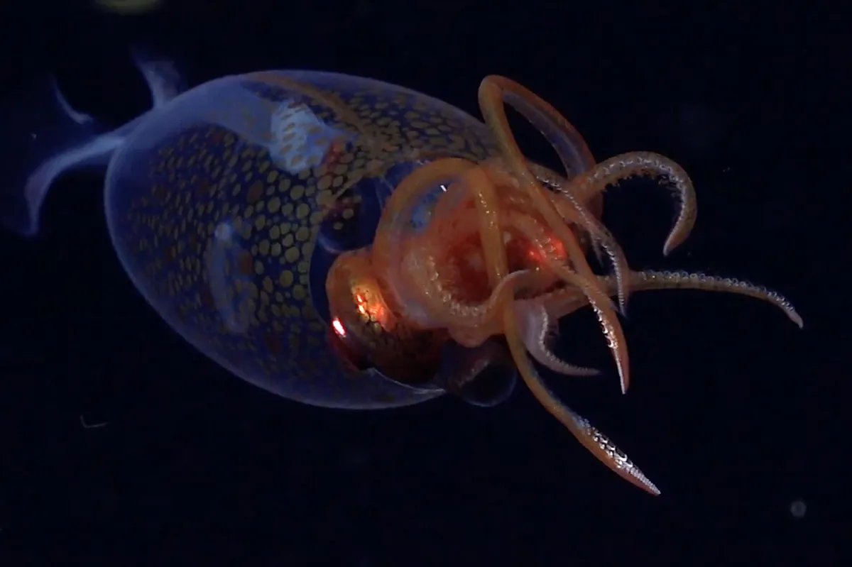 Captan un calamar enorme por primera vez en su hábitat natural | Ciencia