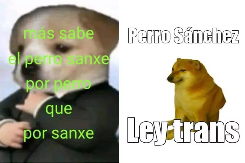 Foto De Perro Memes